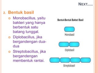 Bakteriologi dasar kuliah | PPTX
