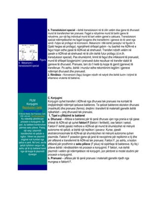 Bakteriologjia | DOC