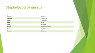 Bakteri Staphylococcus aureus | PPTX