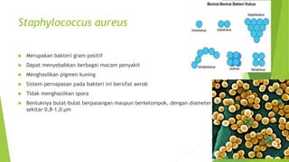 Bakteri Staphylococcus aureus | PPTX