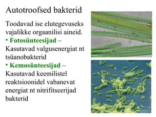 Bakterite paljunemine ja ainevahetus | PPT