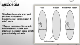 BAKTERİYA HÜCEYRƏSİNİN STRUKTURU.pptx