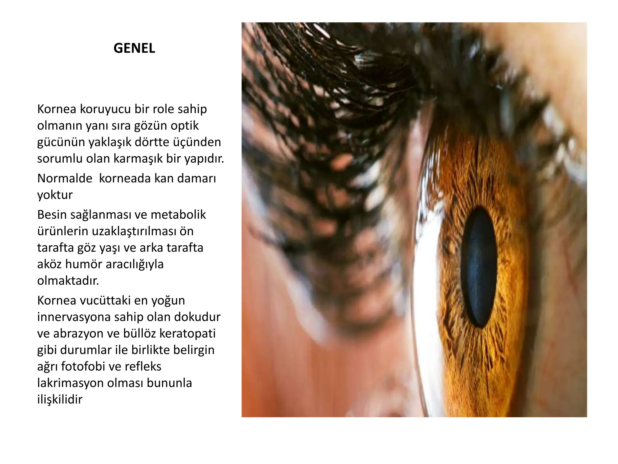 BAKTERİYEL KERATİTLER.pptx