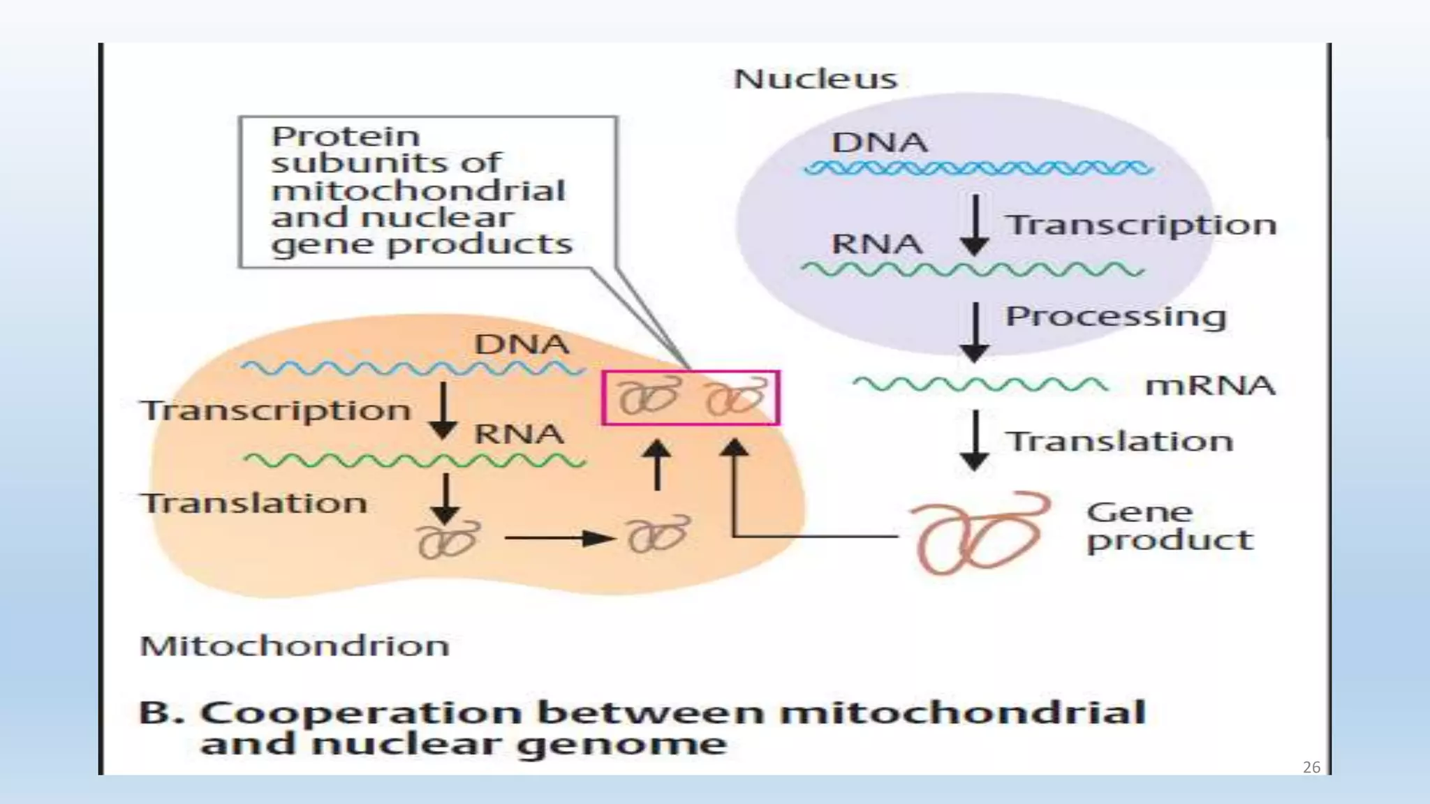 MITOCHONDRIAL GENETICS | PPTX