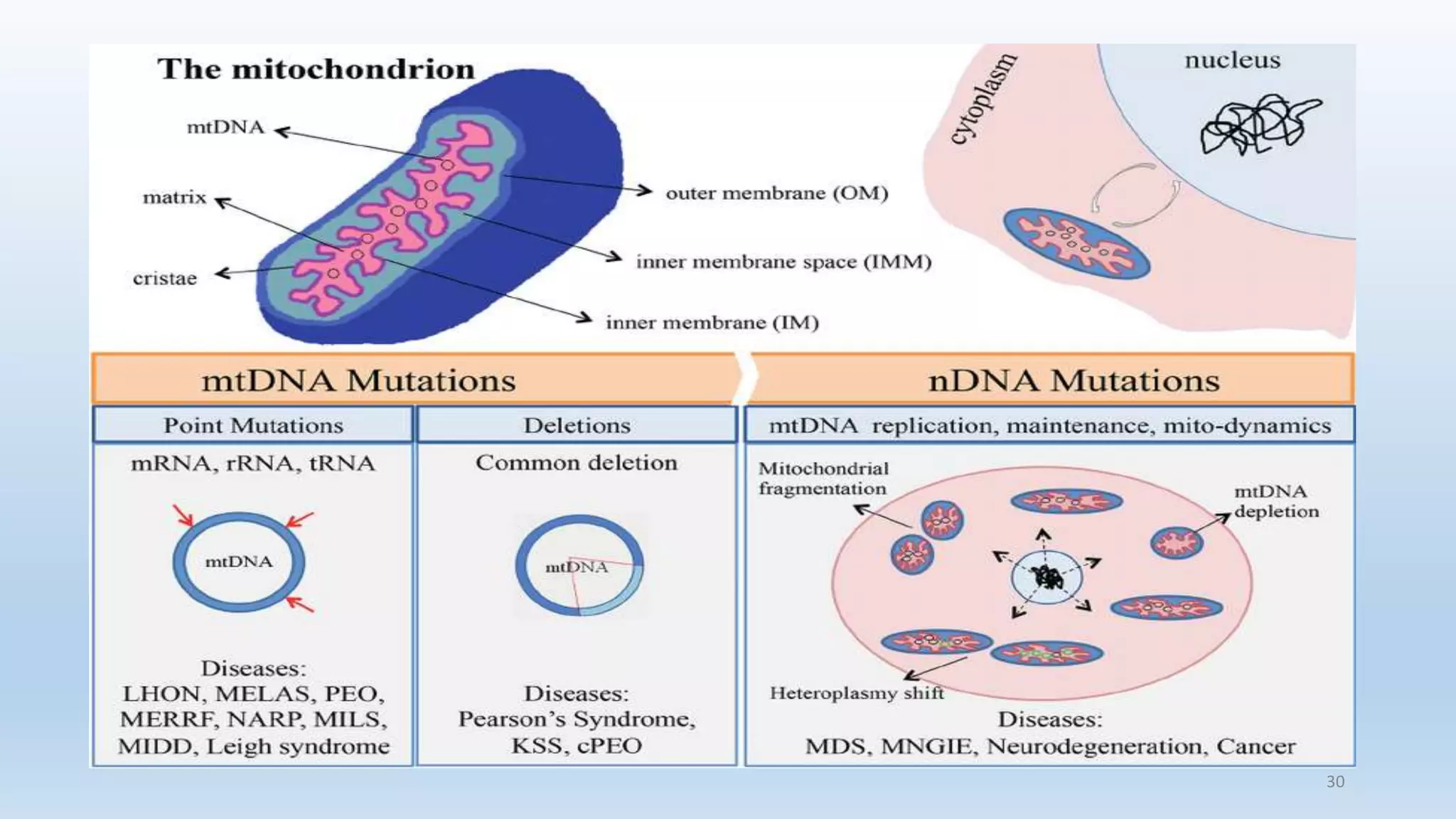 MITOCHONDRIAL GENETICS | PPTX