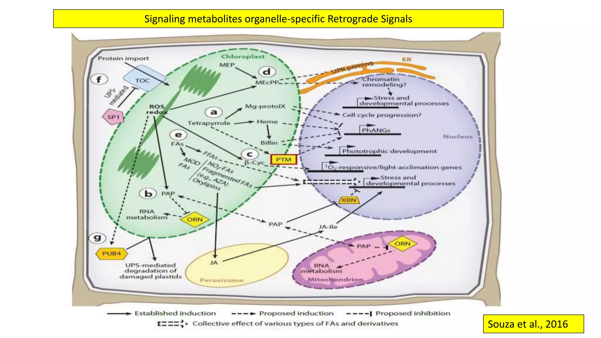 nucleo-cytoplasmic intraction,Anterograde and Retrograde singnaling | PPTX