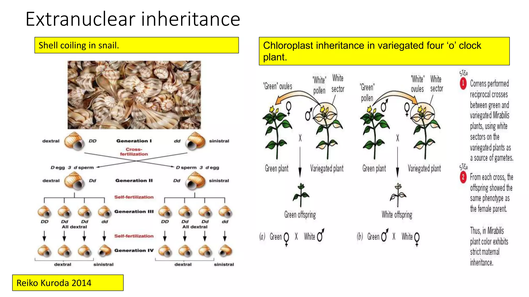 nucleo-cytoplasmic intraction,Anterograde and Retrograde singnaling | PPTX
