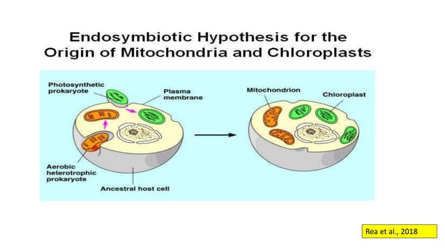 nucleo-cytoplasmic intraction,Anterograde and Retrograde singnaling ...
