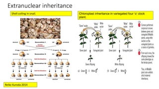 nucleo-cytoplasmic intraction,Anterograde and Retrograde singnaling | PPTX