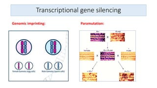 gene silencing-for disease managment | PPTX