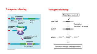 gene silencing-for disease managment | PPT