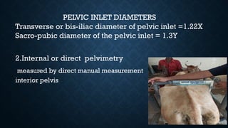 Farm ANIMAL Obstetrics and gynaecologist | PPTX