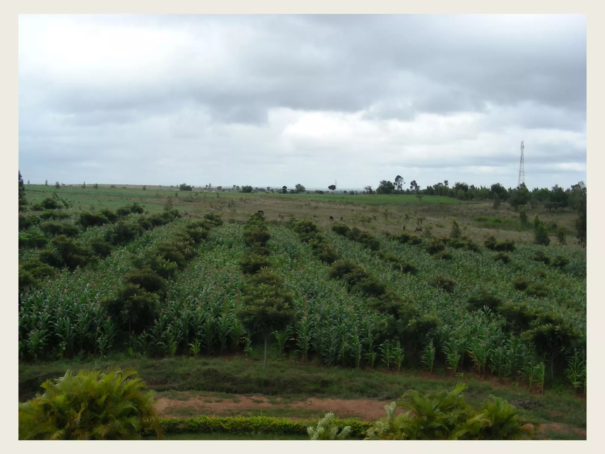Agroforestry approach for sustainability in biofuel value chain | PDF