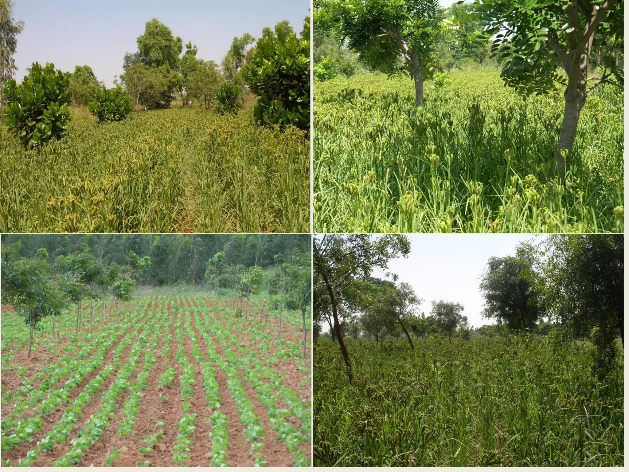 Agroforestry approach for sustainability in biofuel value chain | PDF