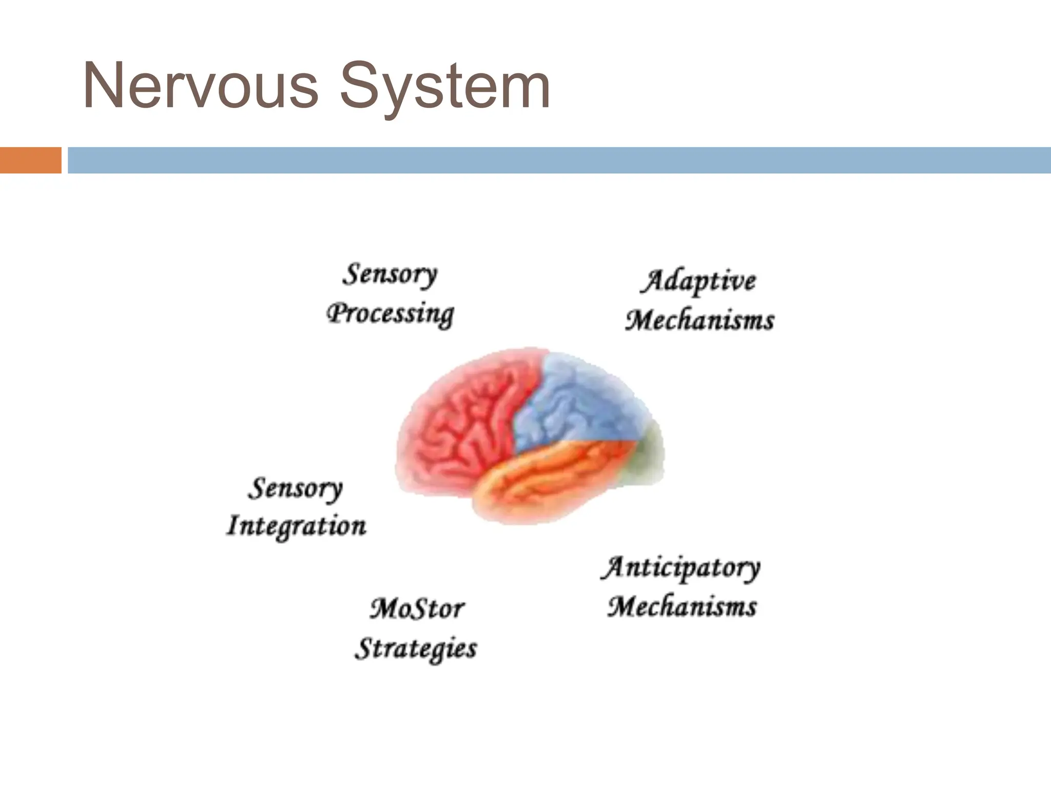 Balance and coordination in human bodies | PPTX
