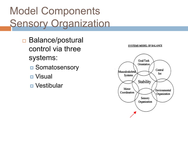 Balance and coordination in human bodies | PPTX | Physical Therapy ...