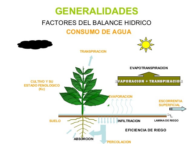 Balance hidrico