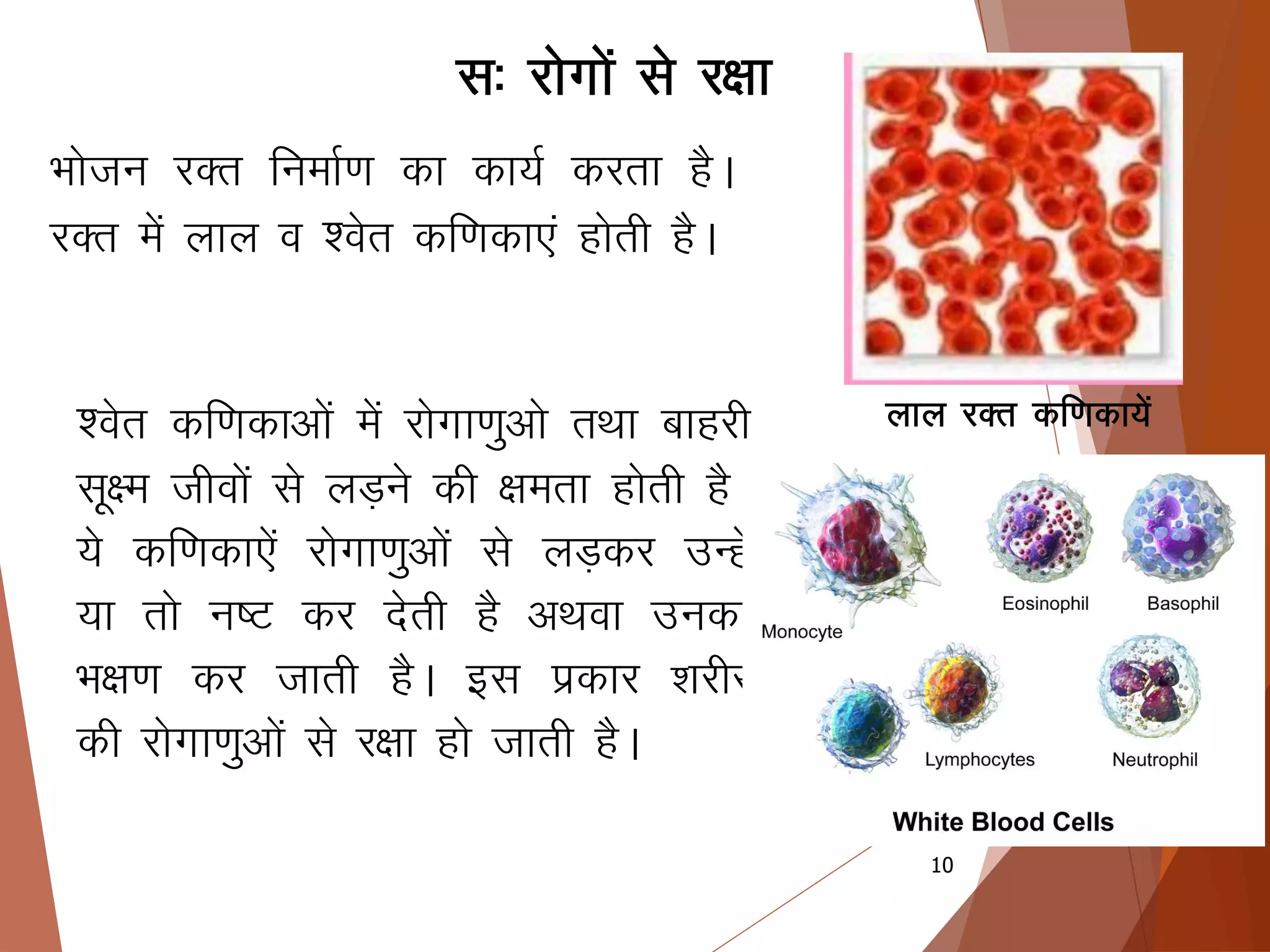 Balance diet hindi copy | PDF