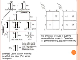 Balanced lethal system | PPTX