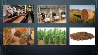 BALANCED RATION.pptx