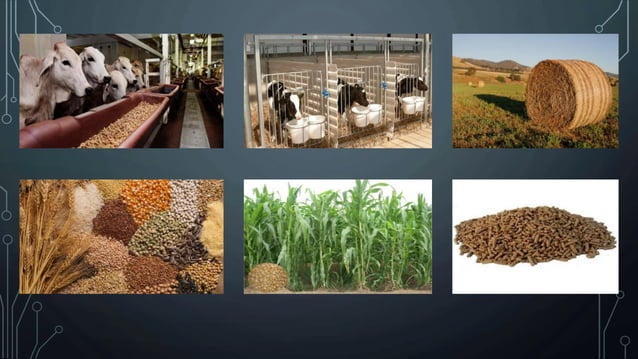 BALANCED RATION.pptx | Nutrition | Healthy Living