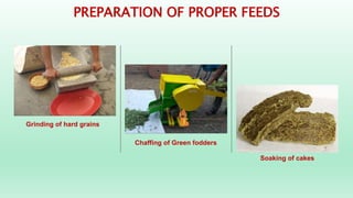 BALANCED RATION.pptx