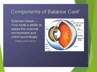 BALANCE PPT- Definition, Types, causes of impaired balance | PPTX