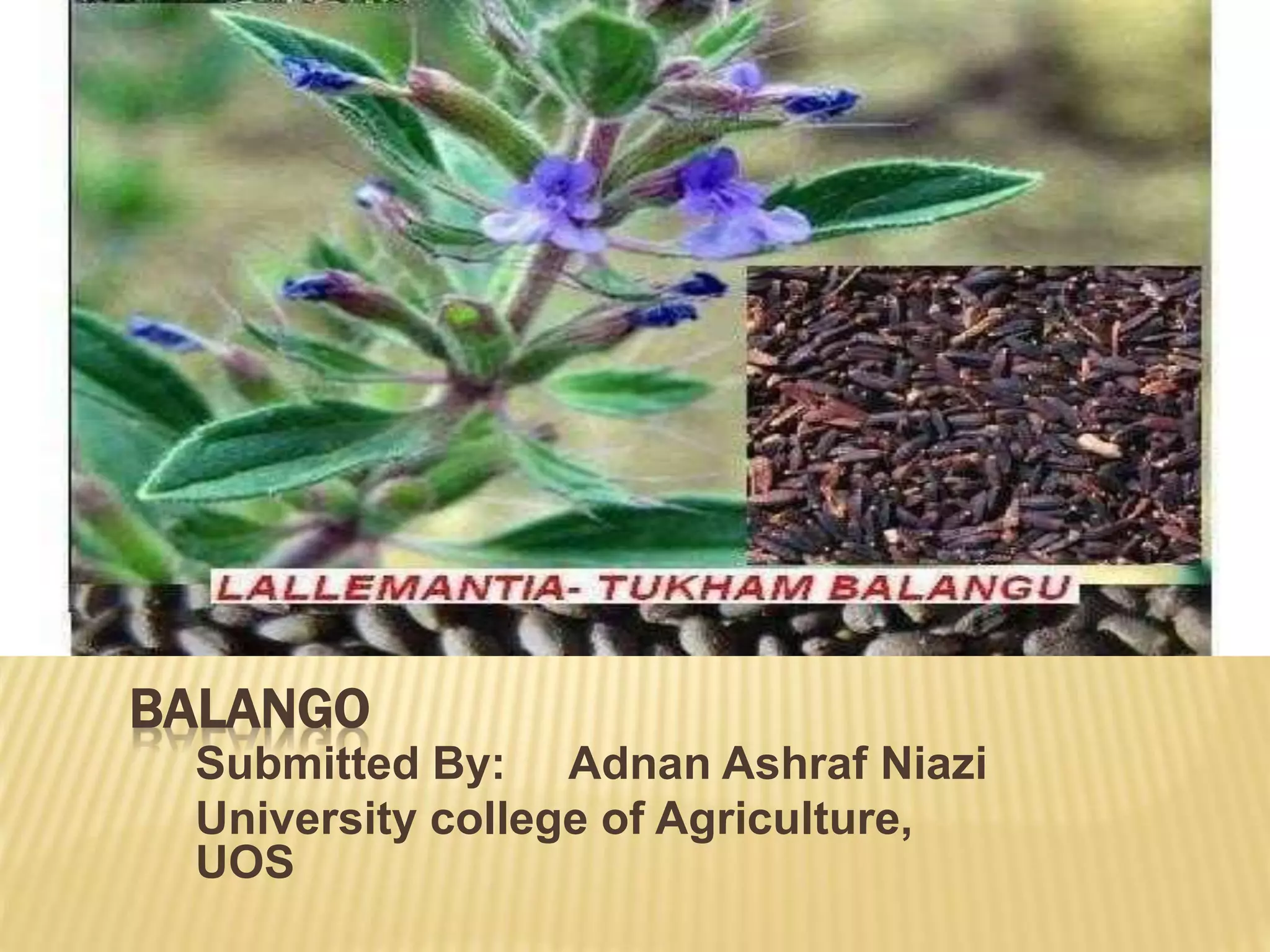 Production Technology of Balango | PPTX