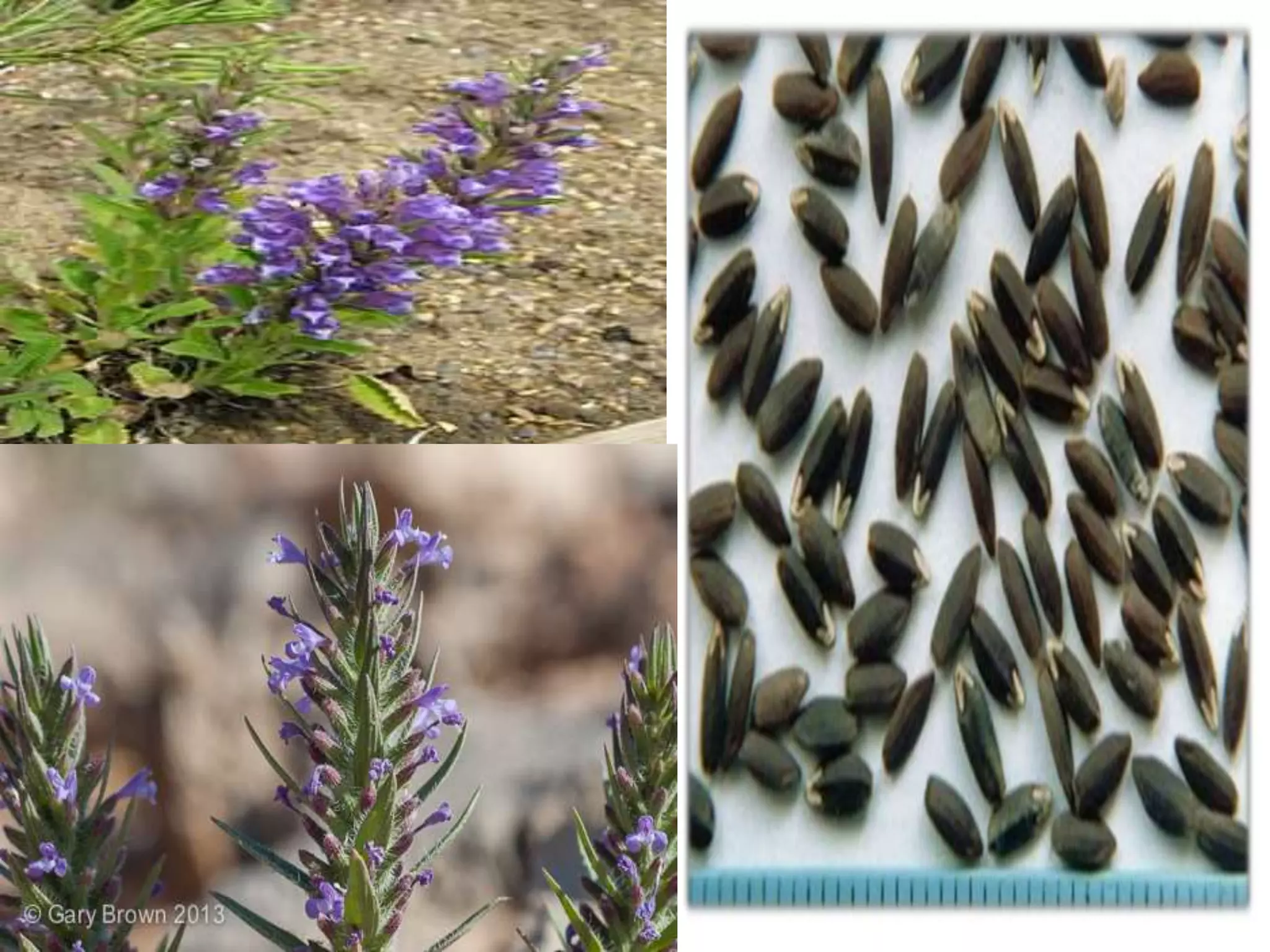 Production Technology of Balango | PPTX