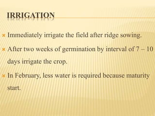 Production Technology of Balango | PPTX