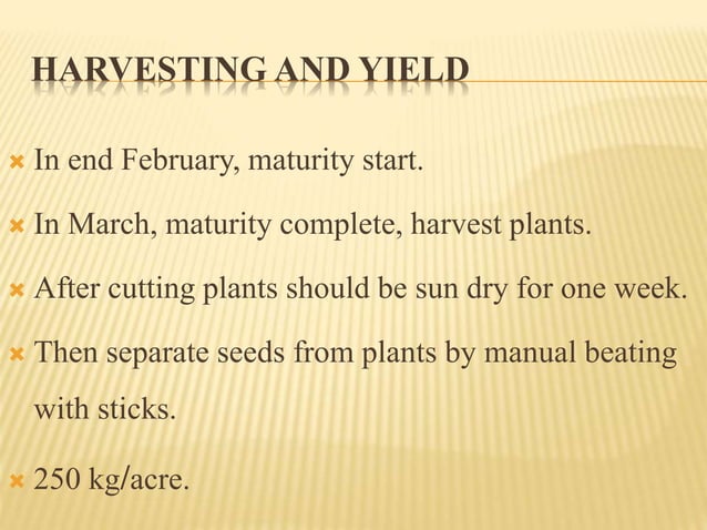 Production Technology of Balango | PPTX | Gardening | Home & Garden