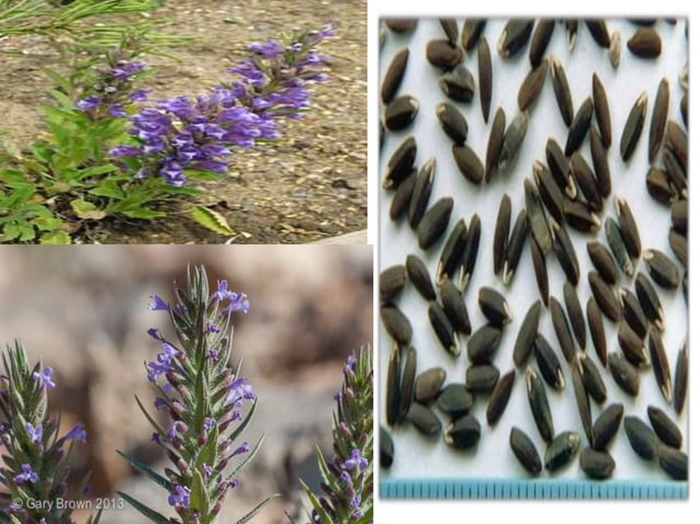 Production Technology of Balango | PPTX | Gardening | Home & Garden