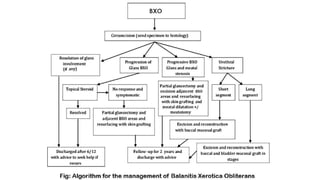 Balanitis Xerotica Obliterans (BXO) / Penile Lichen Sclerosus | PPTX ...