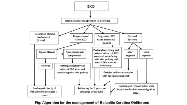 Balanitis Xerotica Obliterans (BXO) / Penile Lichen Sclerosus