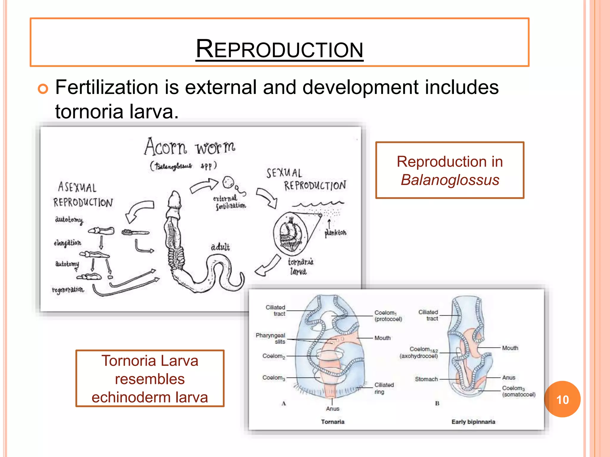 Balanoglossus- A Hemichordate | PPTX
