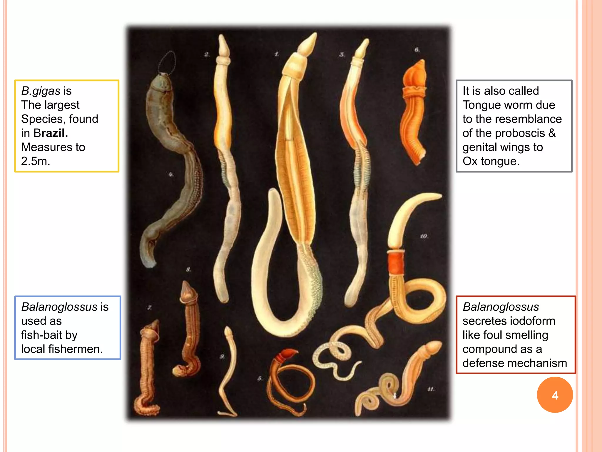 Balanoglossus- A Hemichordate | PPTX