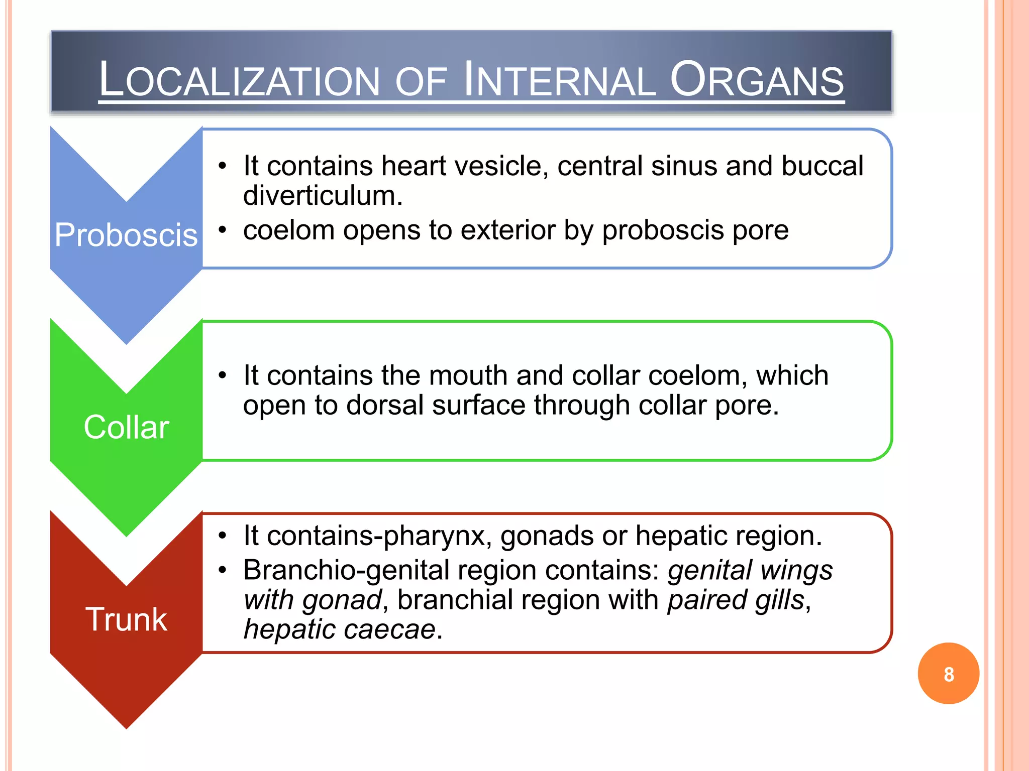 Balanoglossus- A Hemichordate | PPTX