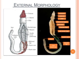 Balanoglossus Diagram