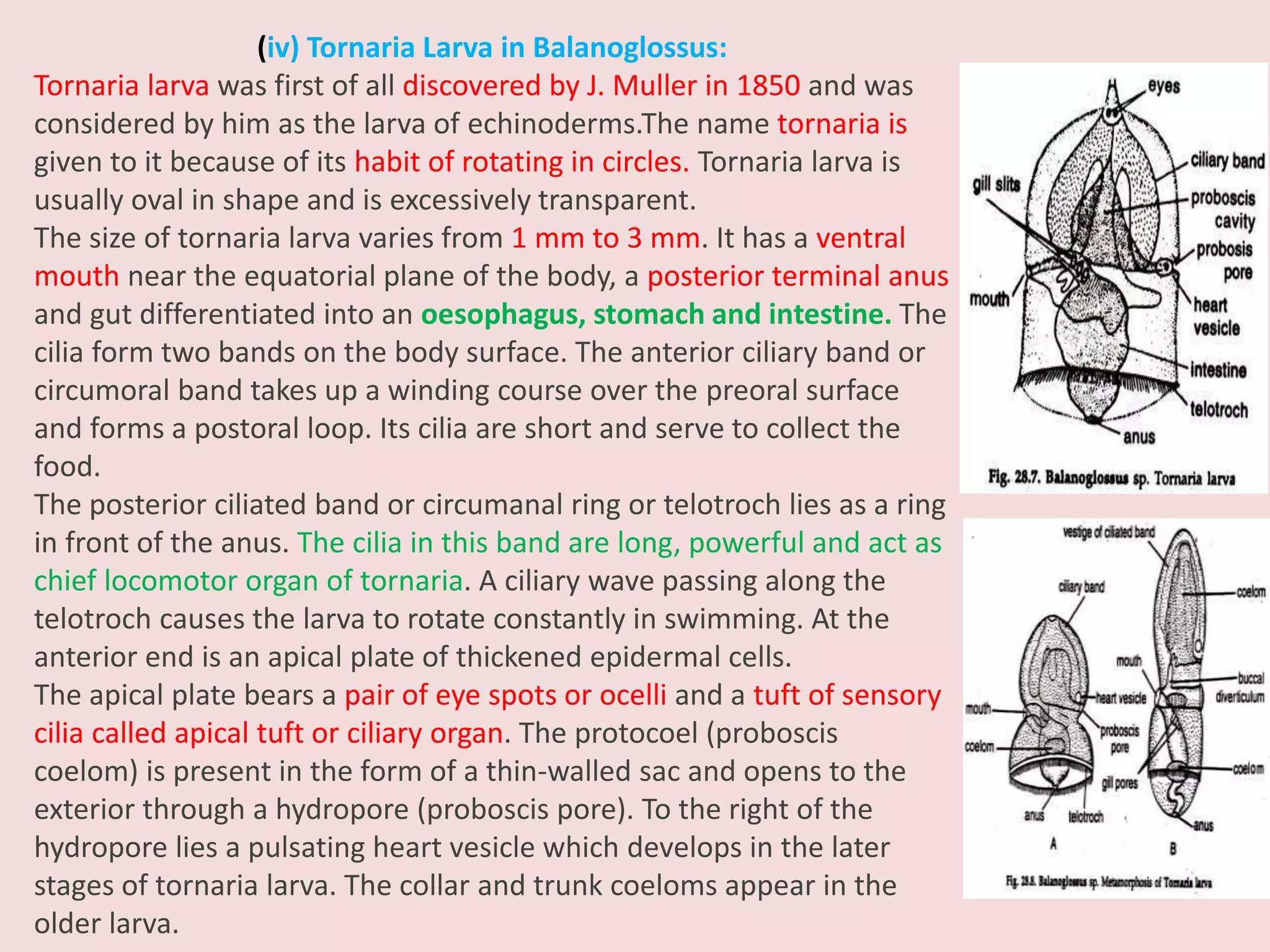 Balanoglossus-Morphology structure, development , larva ,Affinities | PPTX