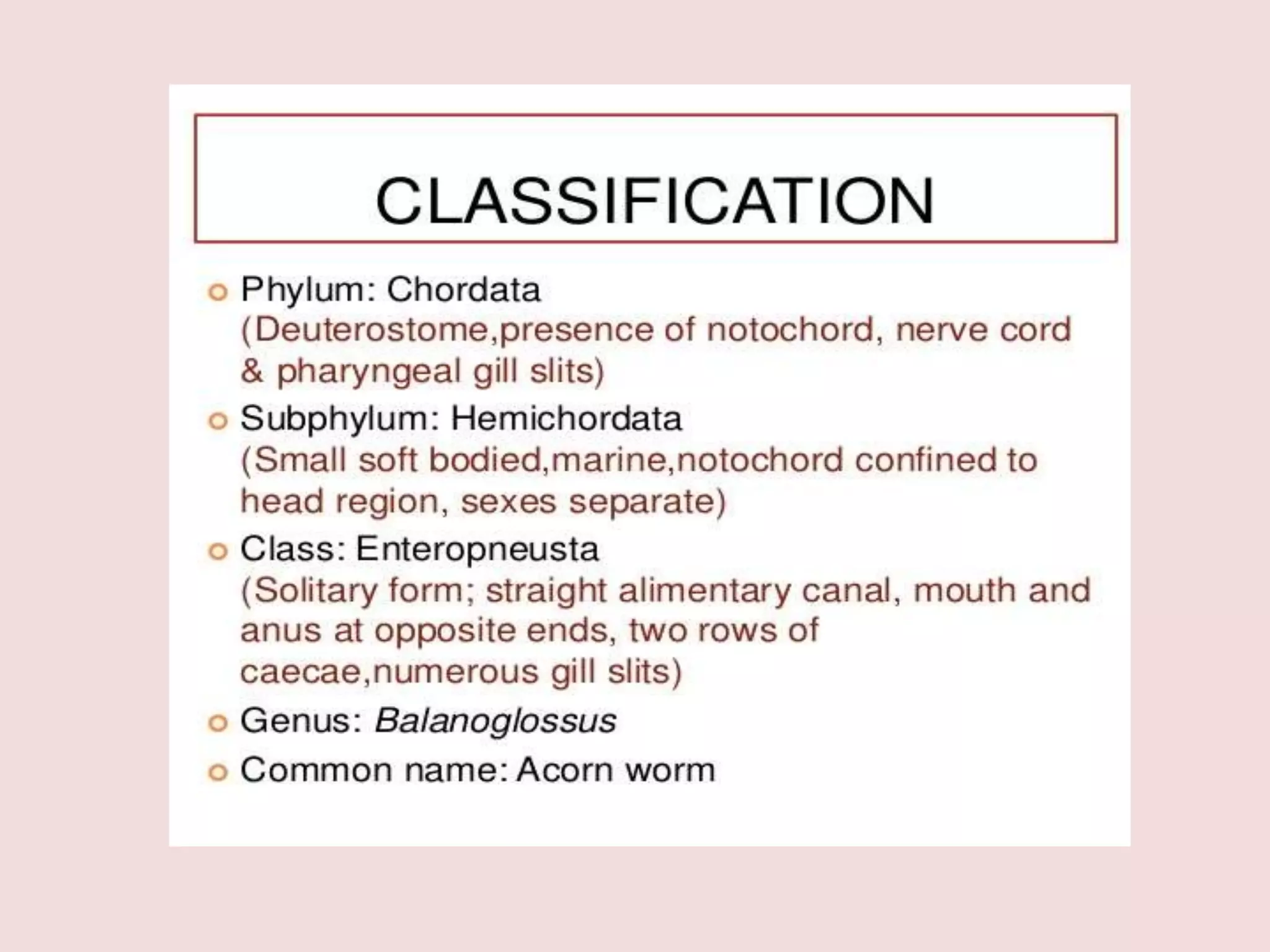 Balanoglossus-Morphology structure, development , larva ,Affinities | PPTX