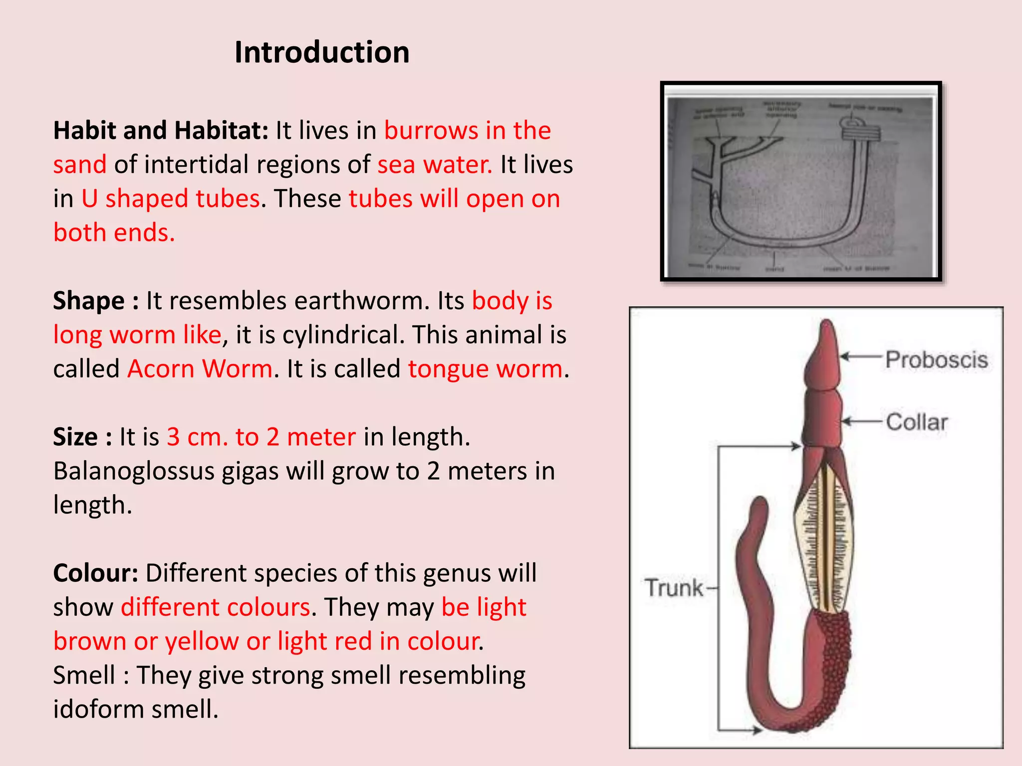 Balanoglossus-Morphology structure, development , larva ,Affinities | PPTX