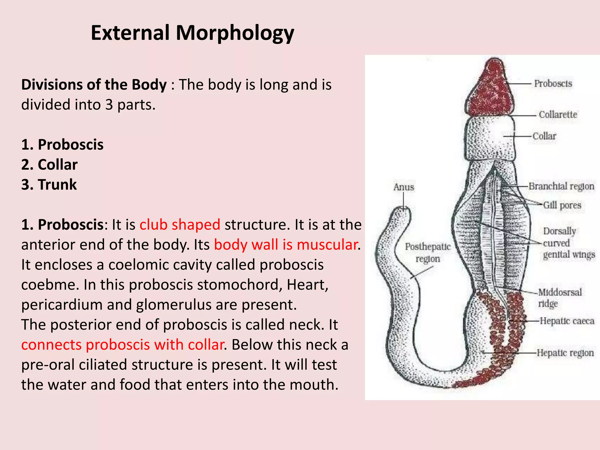 Balanoglossus-Morphology structure, development , larva ,Affinities | PPTX