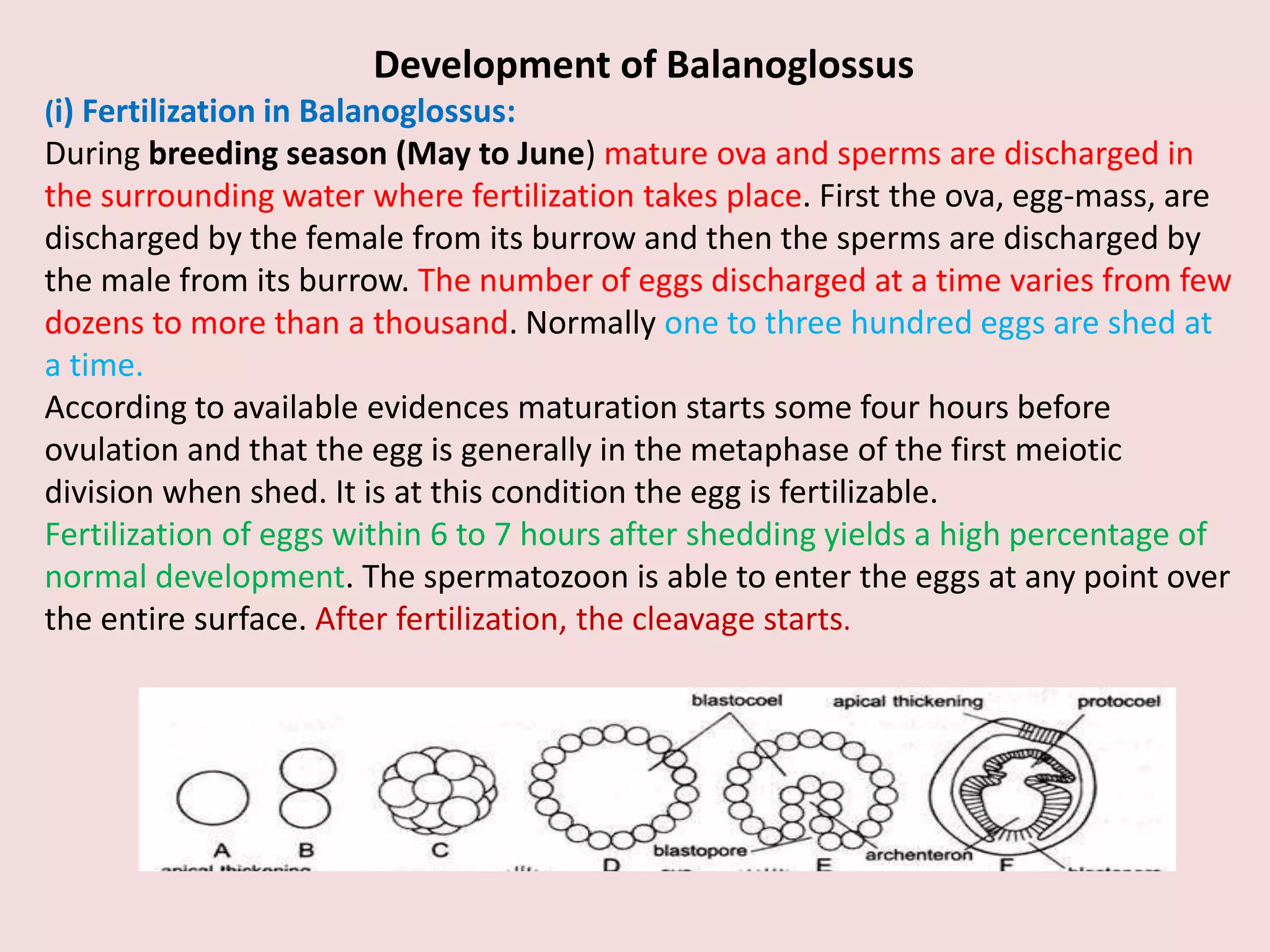 Balanoglossus-Morphology structure, development , larva ,Affinities | PPTX