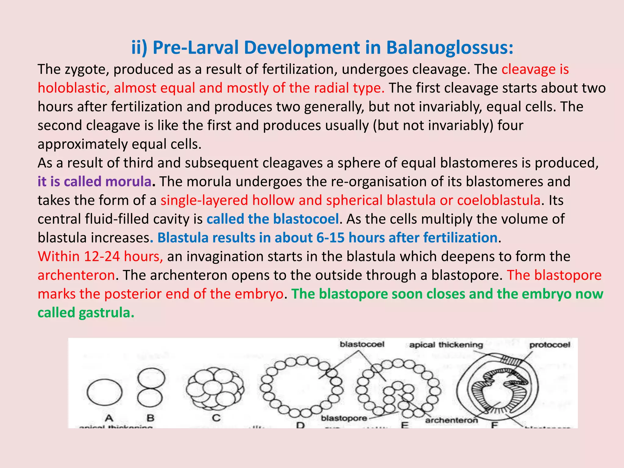 Balanoglossus-Morphology structure, development , larva ,Affinities | PPTX