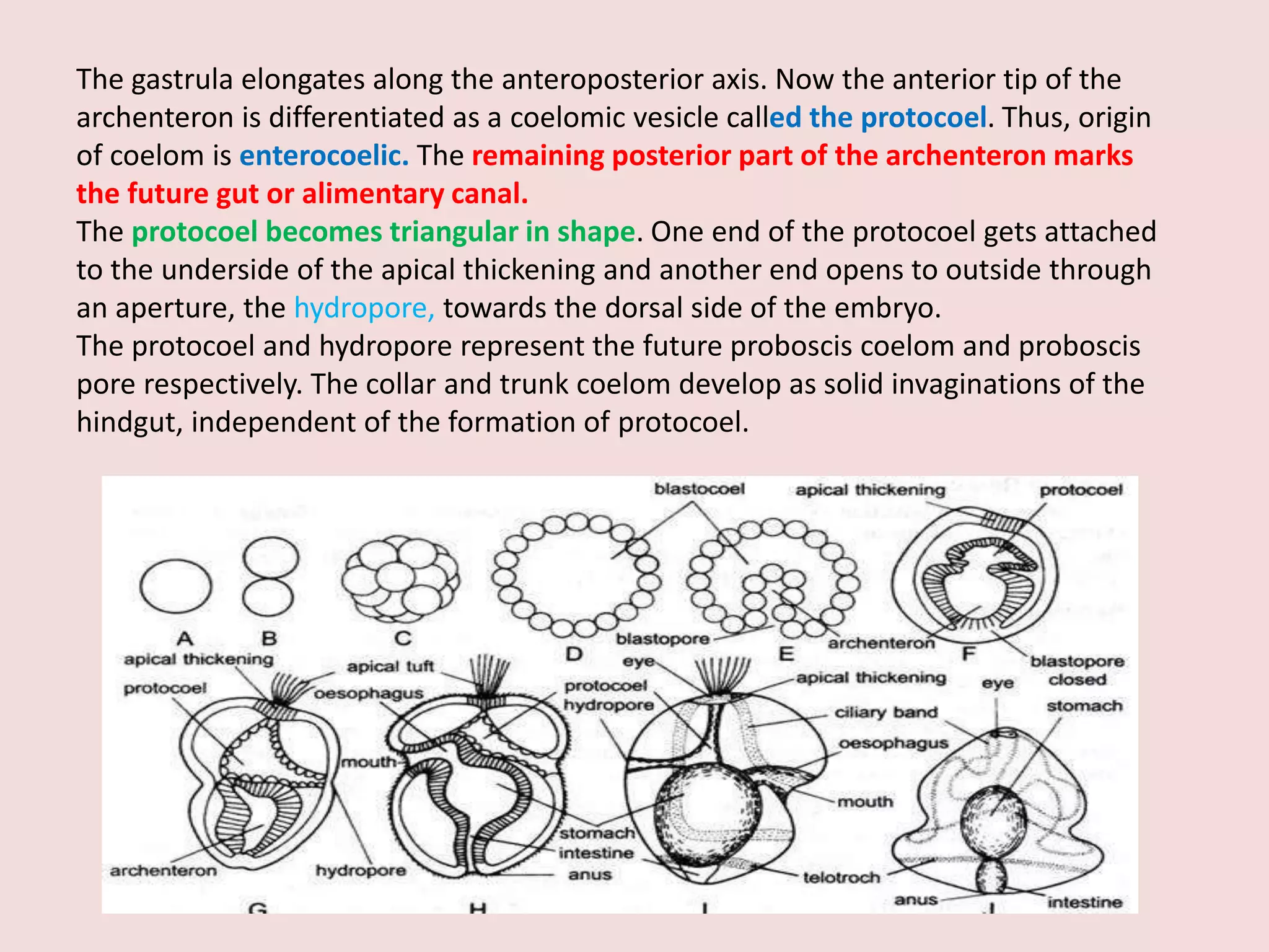 Balanoglossus-Morphology structure, development , larva ,Affinities | PPTX