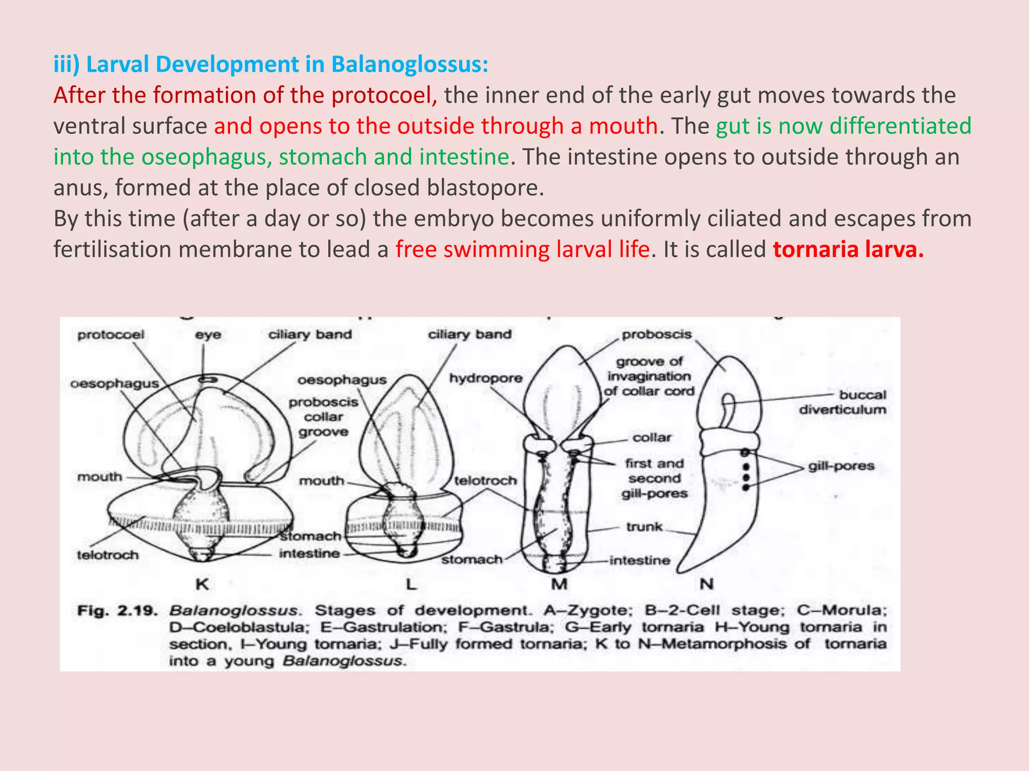 Balanoglossus-Morphology structure, development , larva ,Affinities | PPTX