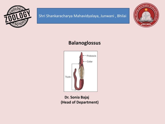 Balanoglossus-Morphology structure, development , larva ,Affinities | PPTX