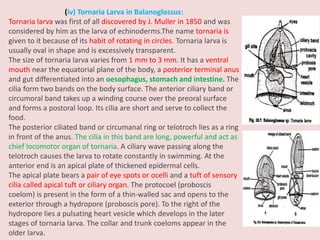 Balanoglossus-Morphology structure, development , larva ,Affinities | PPTX