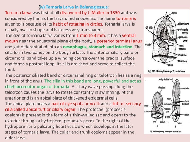 Balanoglossus-Morphology structure, development , larva ,Affinities | PPTX