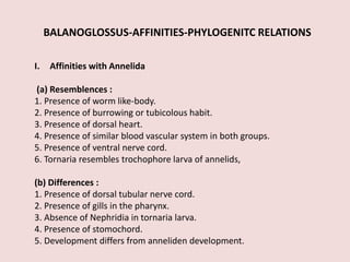 Balanoglossus-Morphology structure, development , larva ,Affinities | PPTX